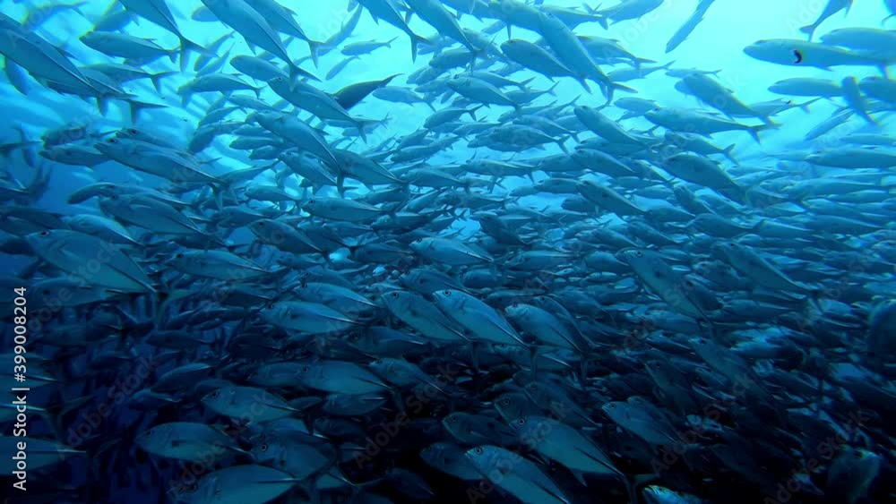 Video Stock Slow motion shot school of tuna tunny fish on the blue ...