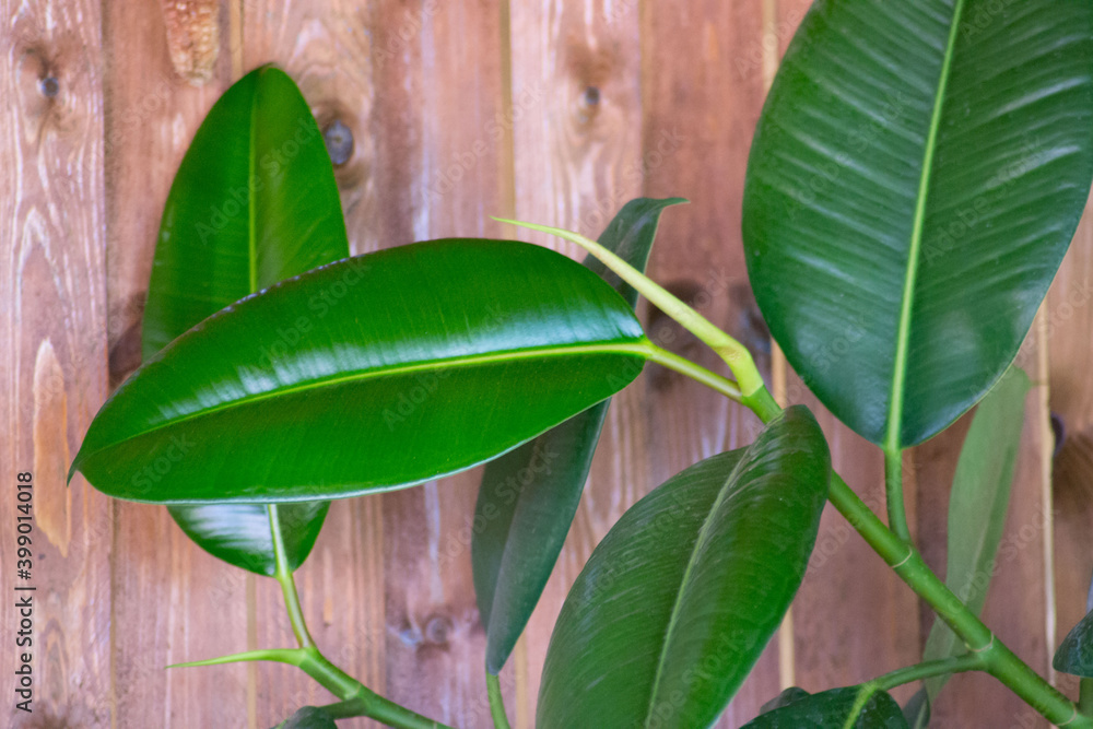 Close-up of green leaves of ficus plant, on wooden wall background ...