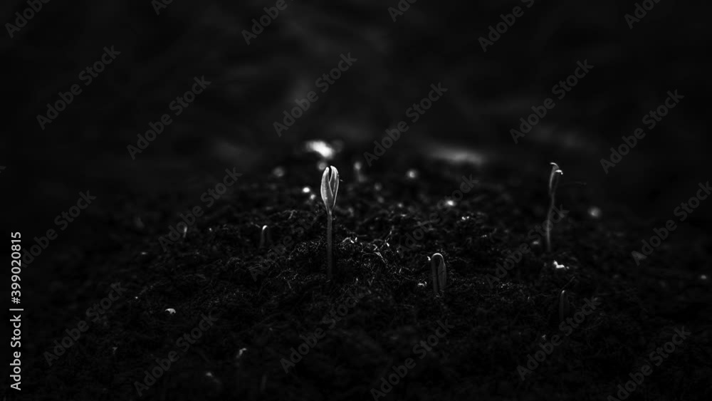 Plants that grow. Timelapse 4K in black and white. Sprouts germinating ...