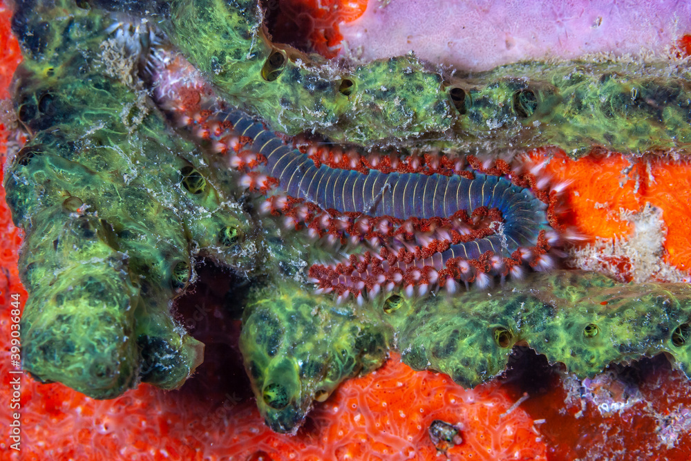 bearded fireworm ,Hermodice carunculata i Stock Photo | Adobe Stock