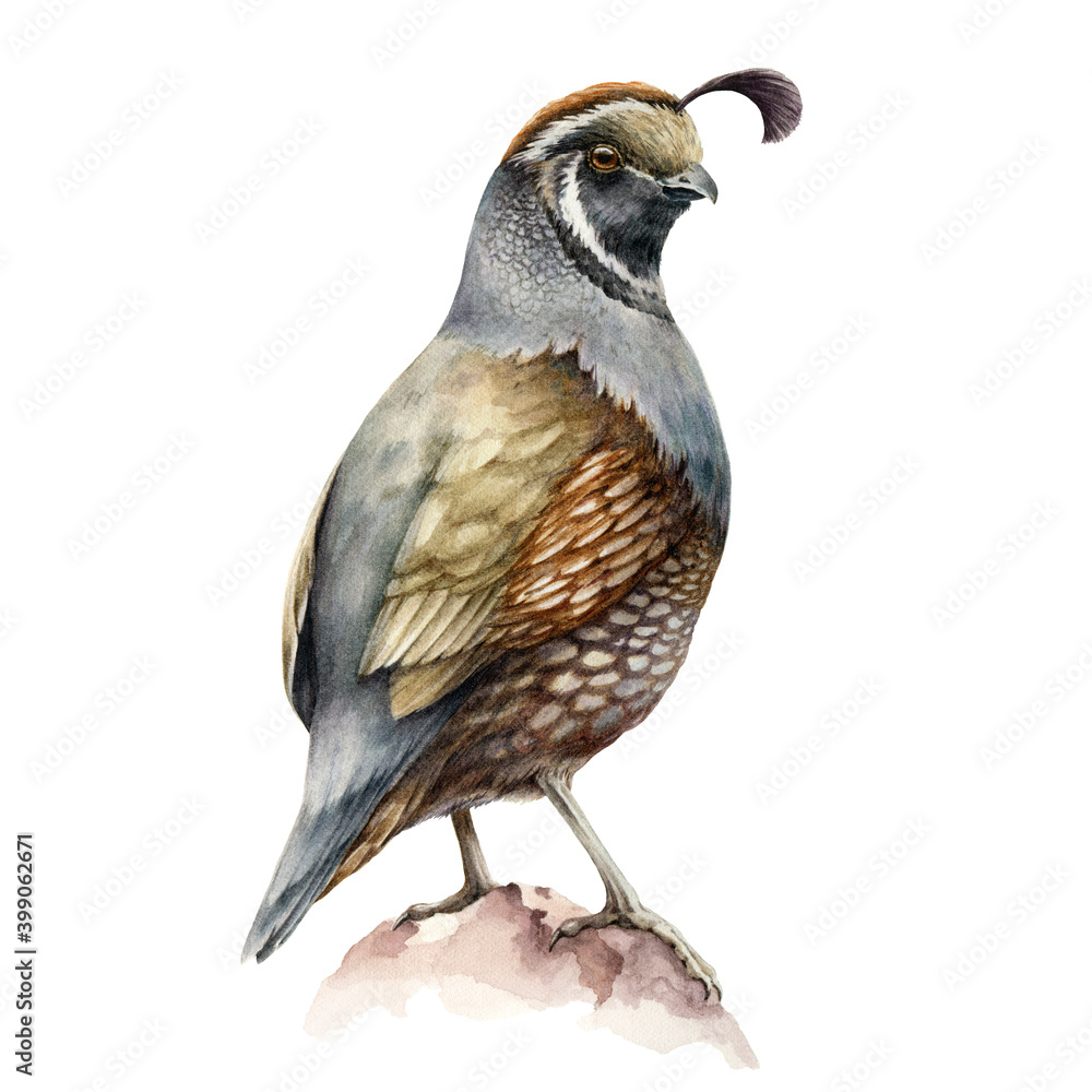 Crested quail bird watercolor illustration. California male quail brown ...