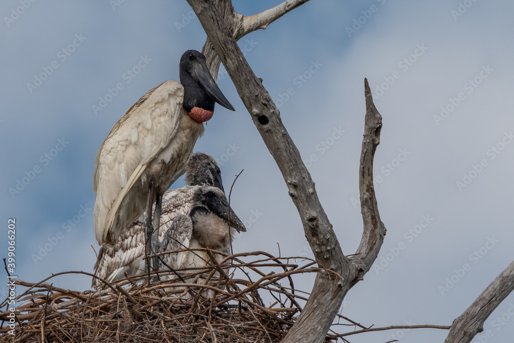 Jabiru Nest
