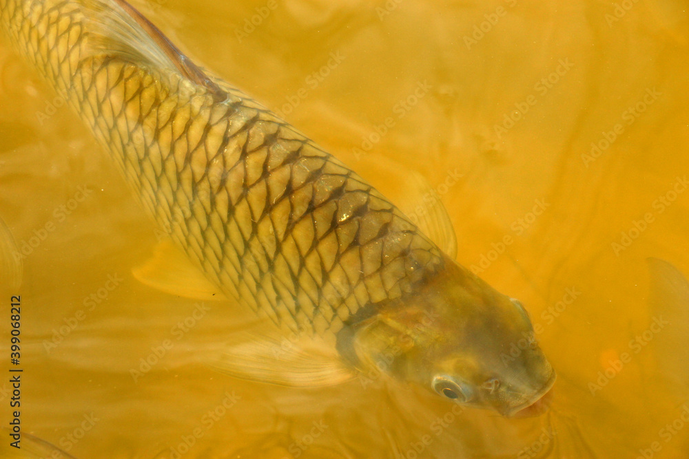 The Siamese mud carp is a species of freshwater cyprinid fish, a ...