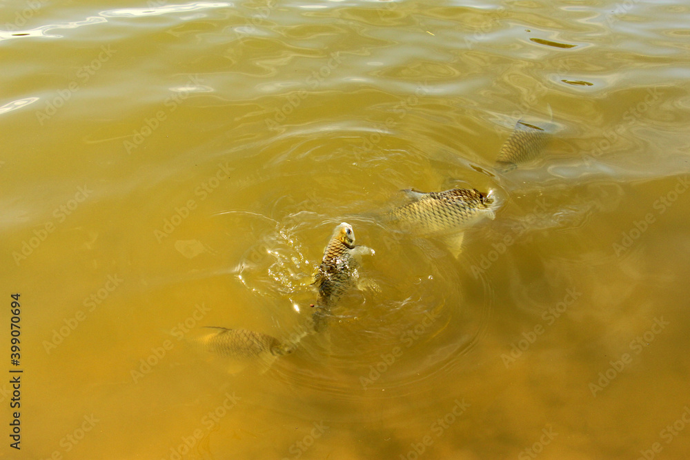 The Siamese mud carp is a species of freshwater cyprinid fish, a ...