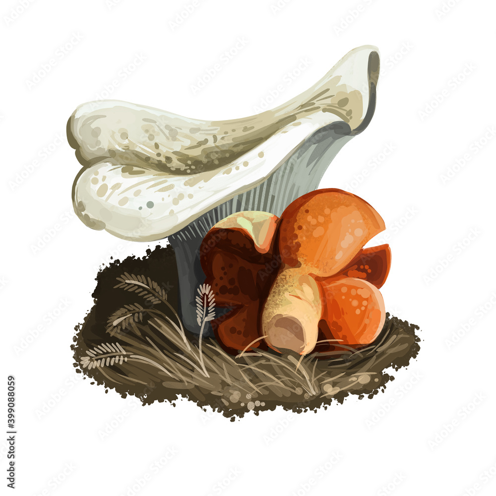 Russula brevipes, short stemmed or stubby brittlegill mushroom closeup ...