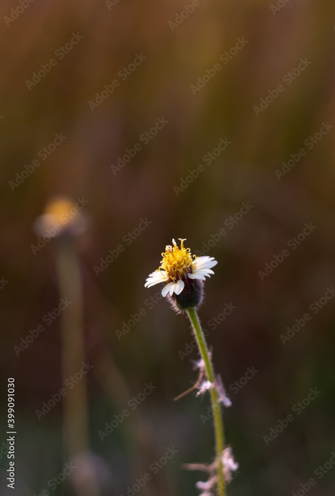Tridax Daisy or Coatbuttons Flower, Also Known as Tridax Procumbens in ...