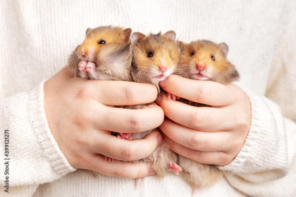 Three cute fluffy golden hamsters in the hands of a child on a light ...
