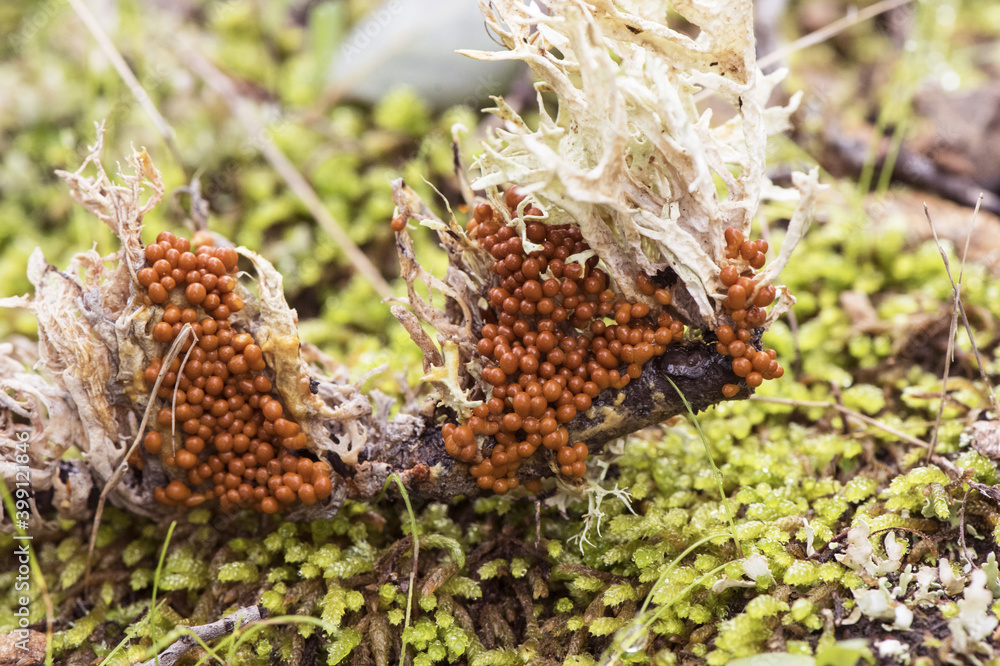 Leocarpus fragilis insect egg slime mold are yellow or orange organisms ...