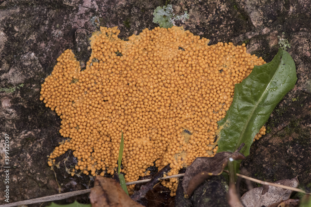 Leocarpus fragilis insect egg slime mold are yellow or orange organisms ...