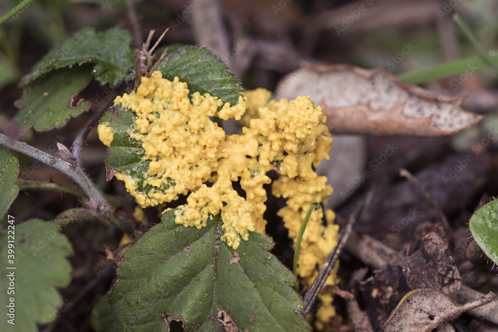 Leocarpus fragilis insect egg slime mold are yellow or orange organisms ...