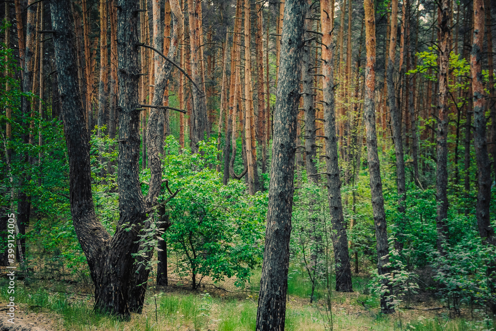young deciduous trees grow in an old pine forest Stock Photo | Adobe Stock