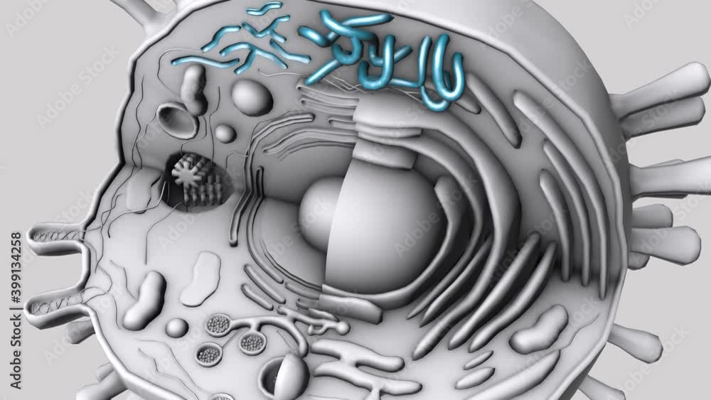 Human Cell rotation - Smooth endoplasmic reticulum - 3d animation model ...