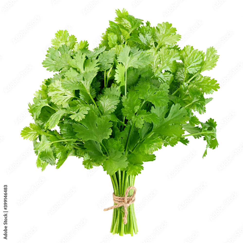 Coriander leaves isolated on white background, clipping path, full ...