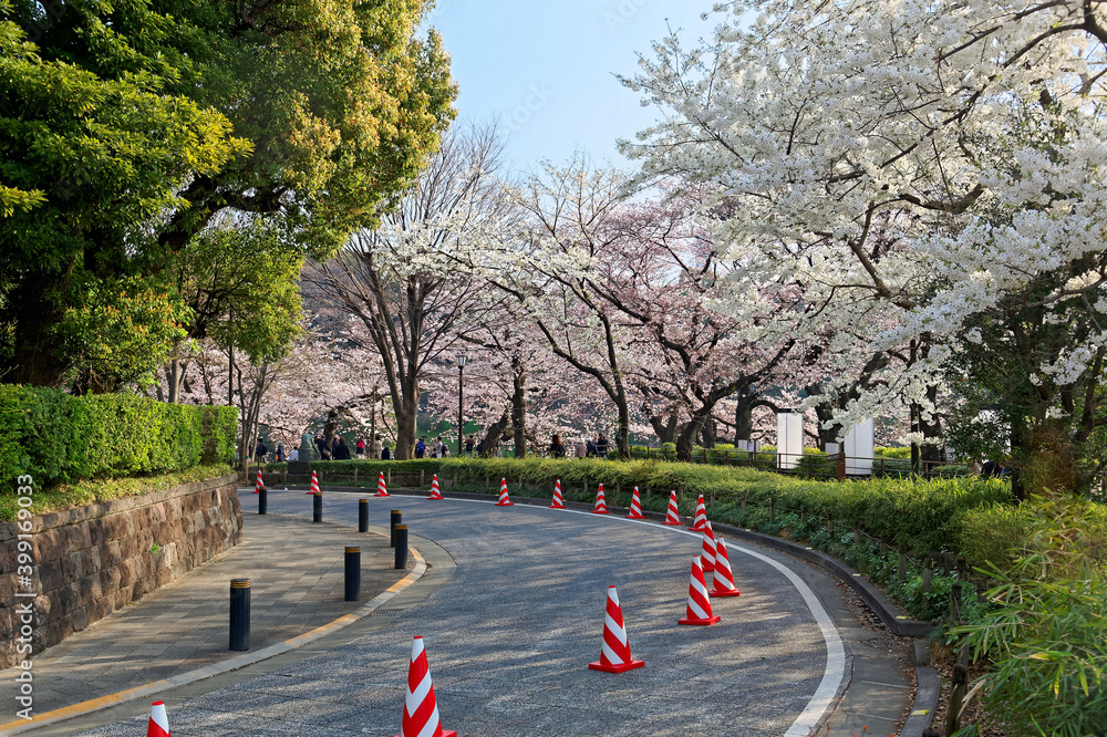 Morning scenery of cherry blossom trees ( Sakura namiki ) by a curvy ...