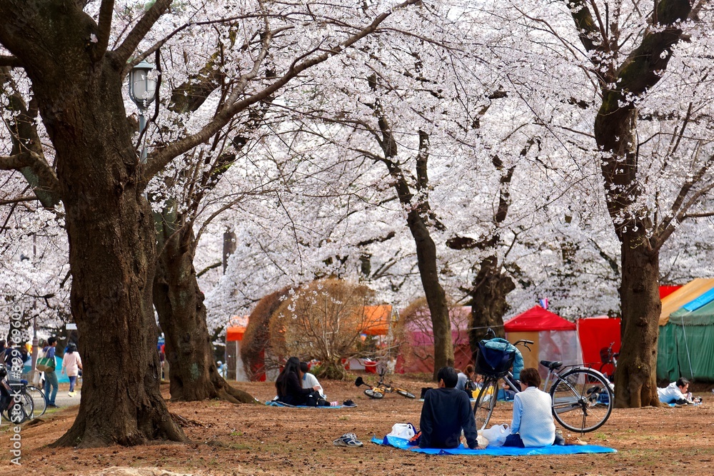 People having a picnic & admiring beautiful cherry blossoms under huge ...