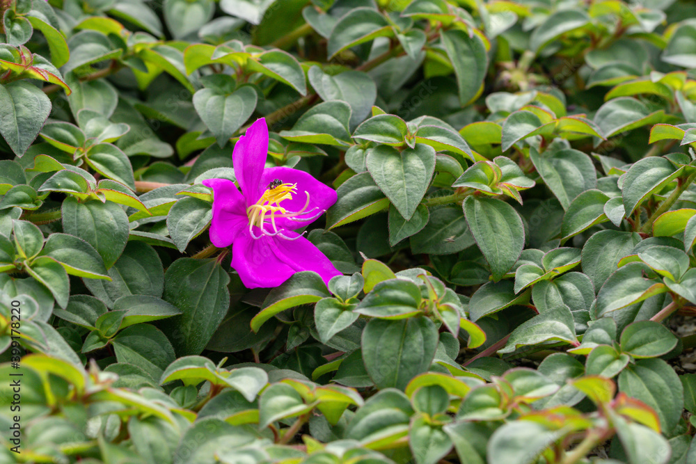 Spanish Flower Names