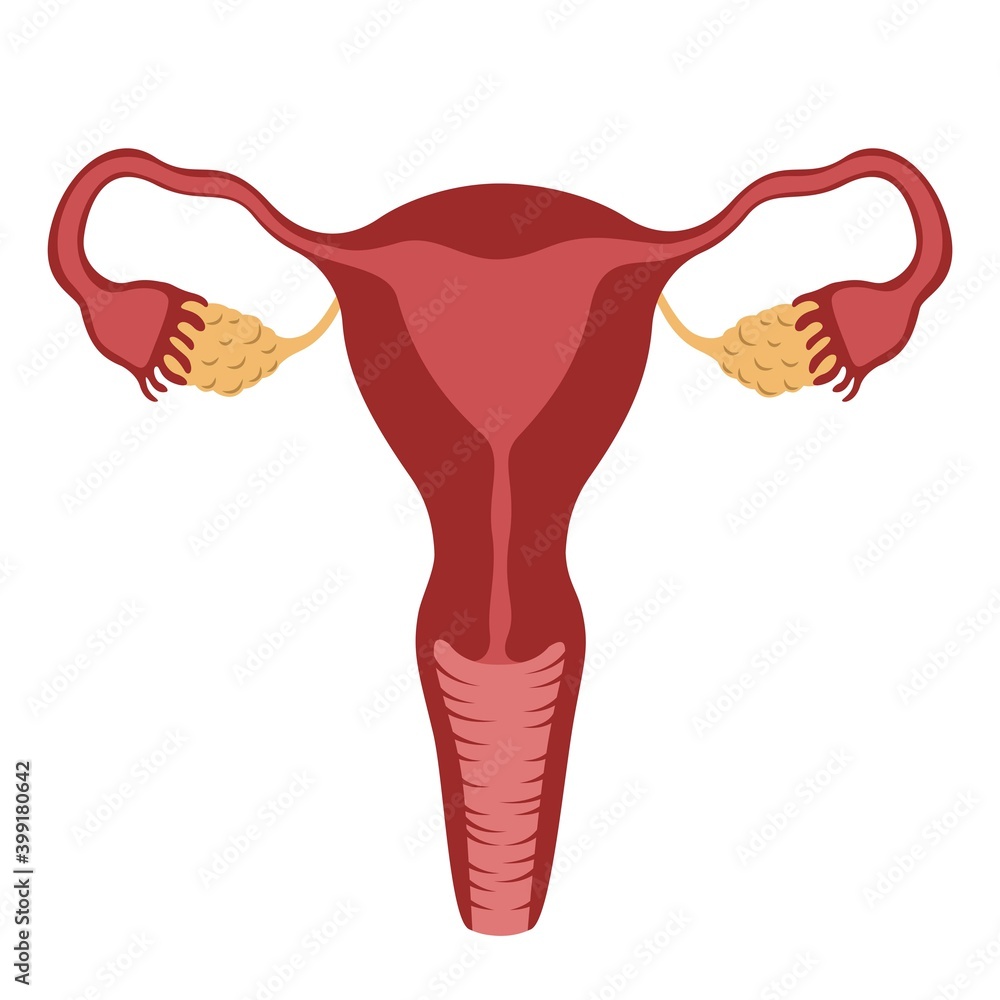 Vector female internal genital organs, uterus on a white background ...