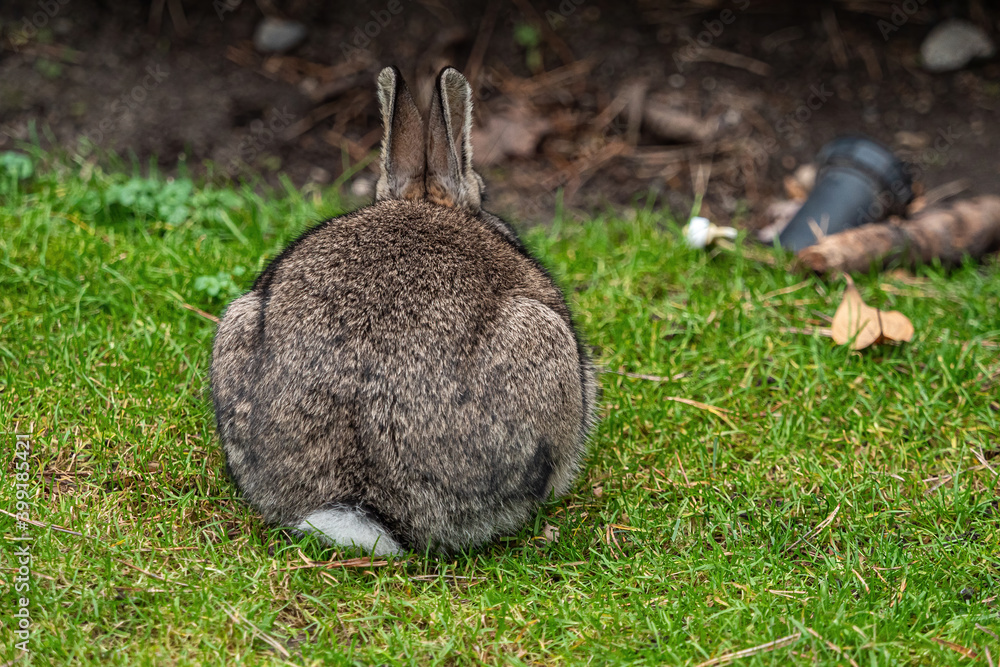 shot from the back of a chubby brown rabbit focus on eating on the ...