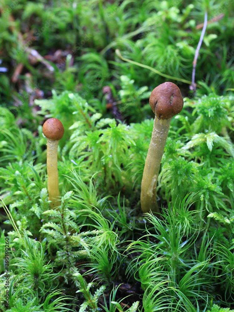 Tolypocladium capitatum, also called Elaphocordyceps capitata, the ...