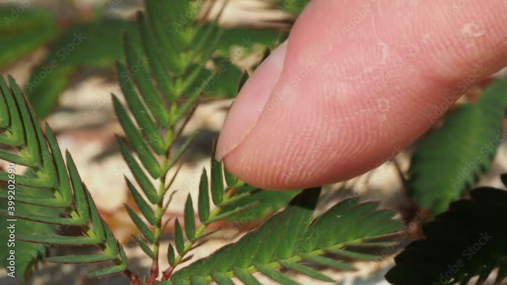 Stockvideo Mimosa pudica - Sensitive Plant folding response or "sleep ...