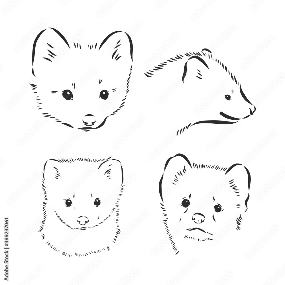 Wild sable, forest animal. Symbol of the north. Vintage monochrome ...