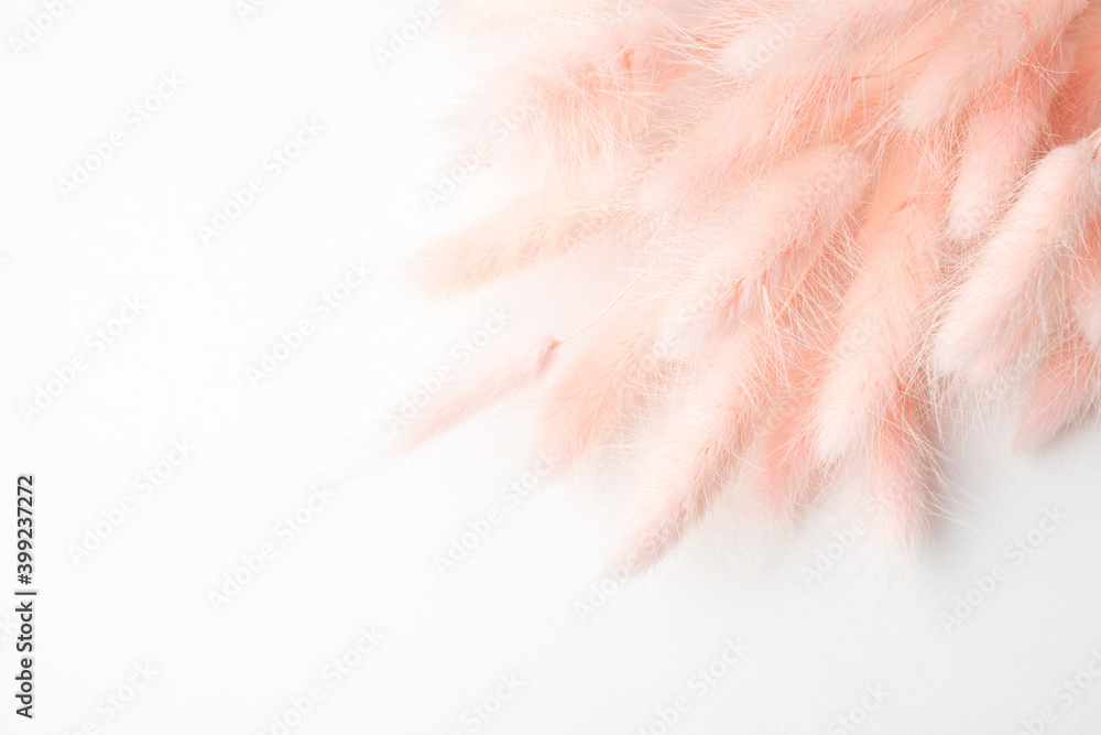 Beautiful flowers composition. Pink soft lagurus or rabbit's tail grass ...