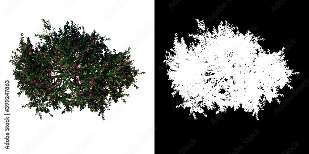 Top view tree (Adolescent Hong Kong orchid tree 3) white background ...