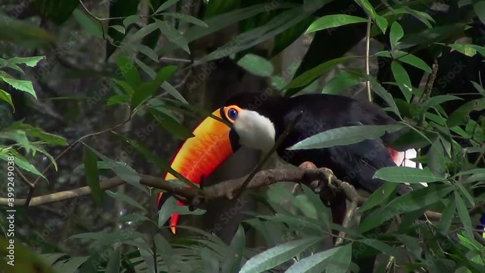 The toco toucan (Ramphastos toco) : the largest species of toucan ...