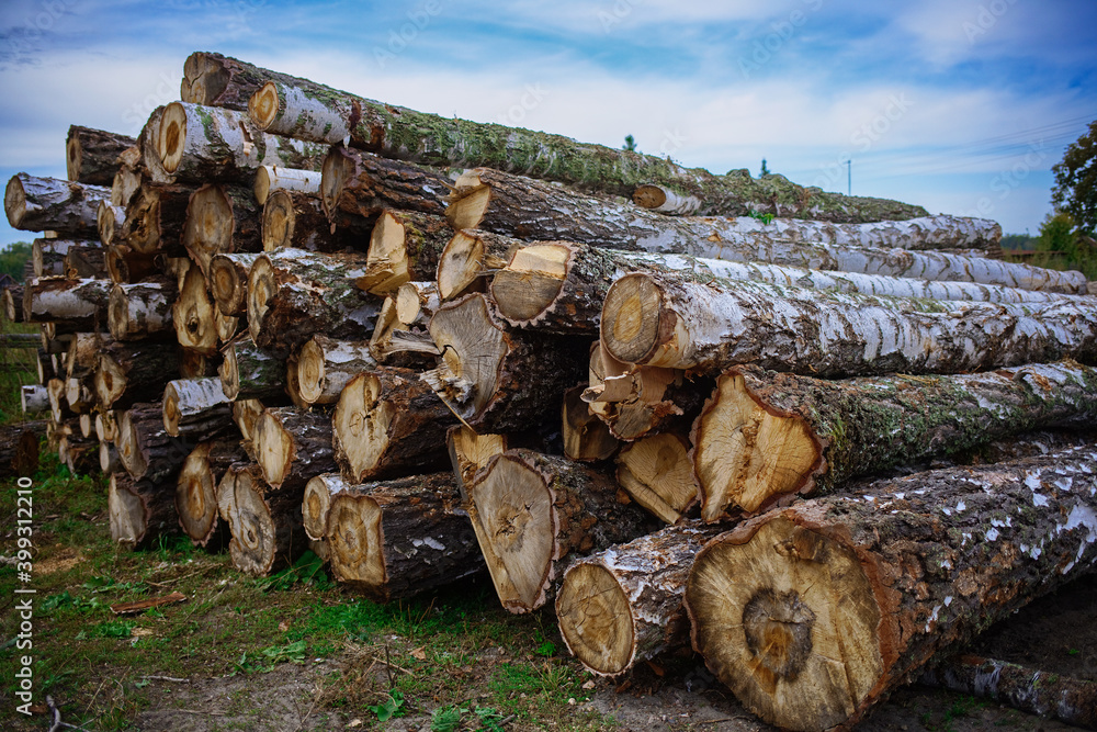 Round wooden logs lie on the ground. Timber harvesting. Round wooden ...