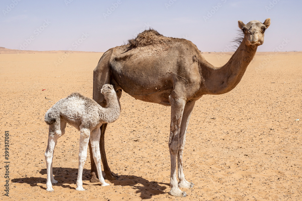 Baby Camels In The Desert