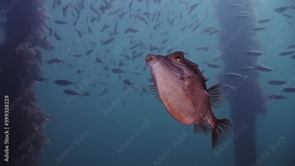 Slimy Mackerel Fish School under Jetty Scomber australasicus 4k slow ...