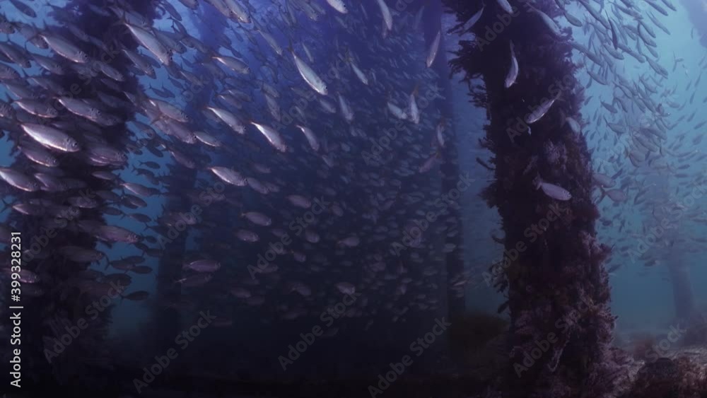 Slimy Mackerel Fish School under Jetty Scomber australasicus 4k slow ...