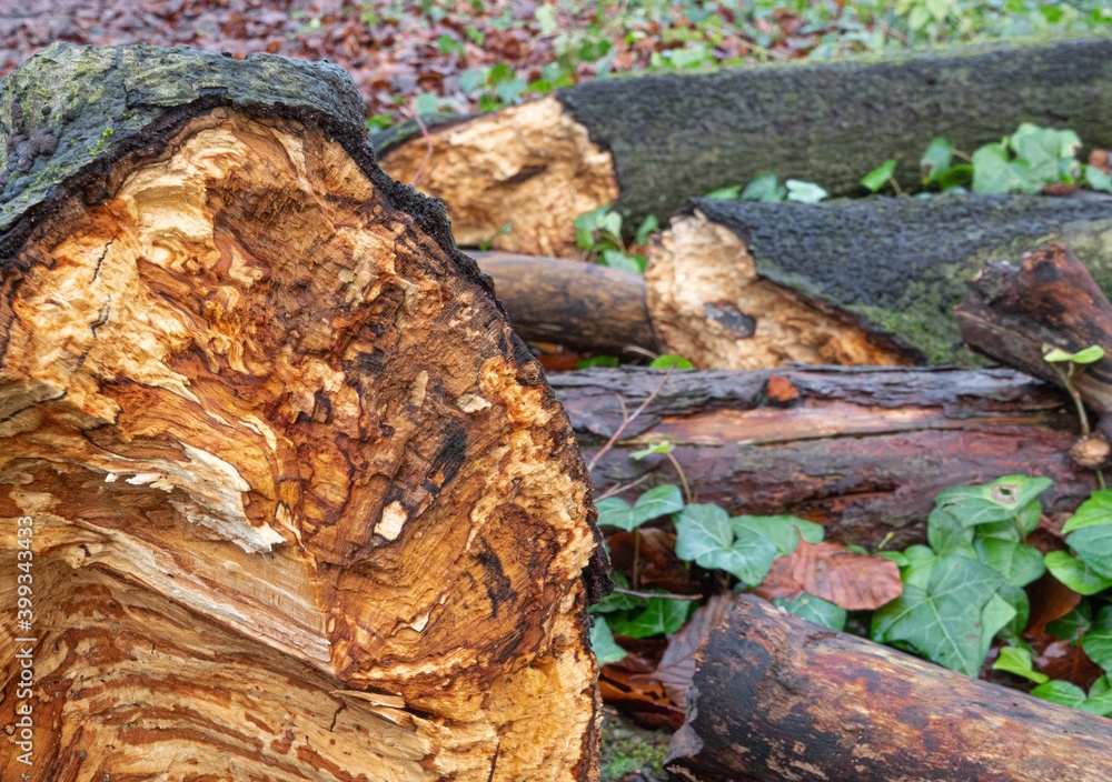 end of a fallen split tree trunk exposing fibrous wooden detail Stock ...