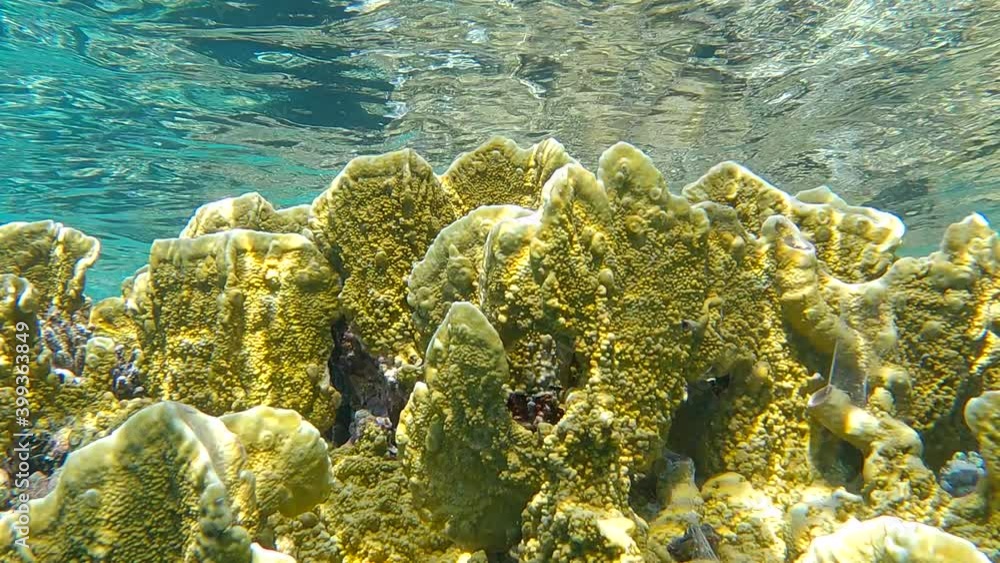 Close-up of Fire coral on the water surface background. Details of the ...
