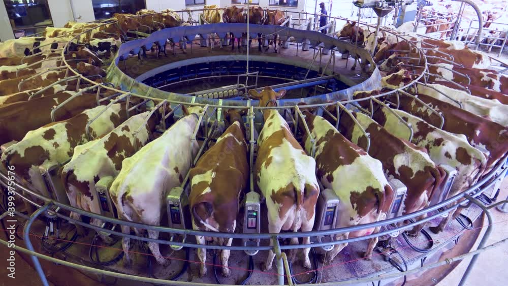 Ayrshire dairy cows being milked on a rotating milking machine in a ...