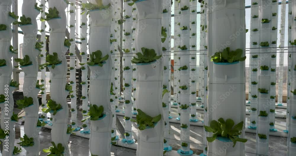 Tilt up shot of young lettuce seedlings growing upright in rows in ...