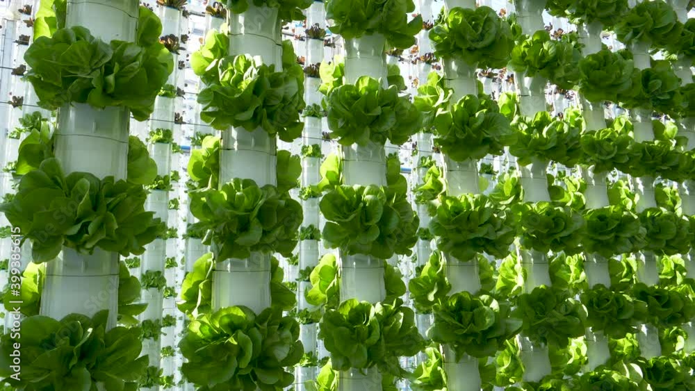Close-up tilt up shot of beautiful lettuce growing upright in rows in ...