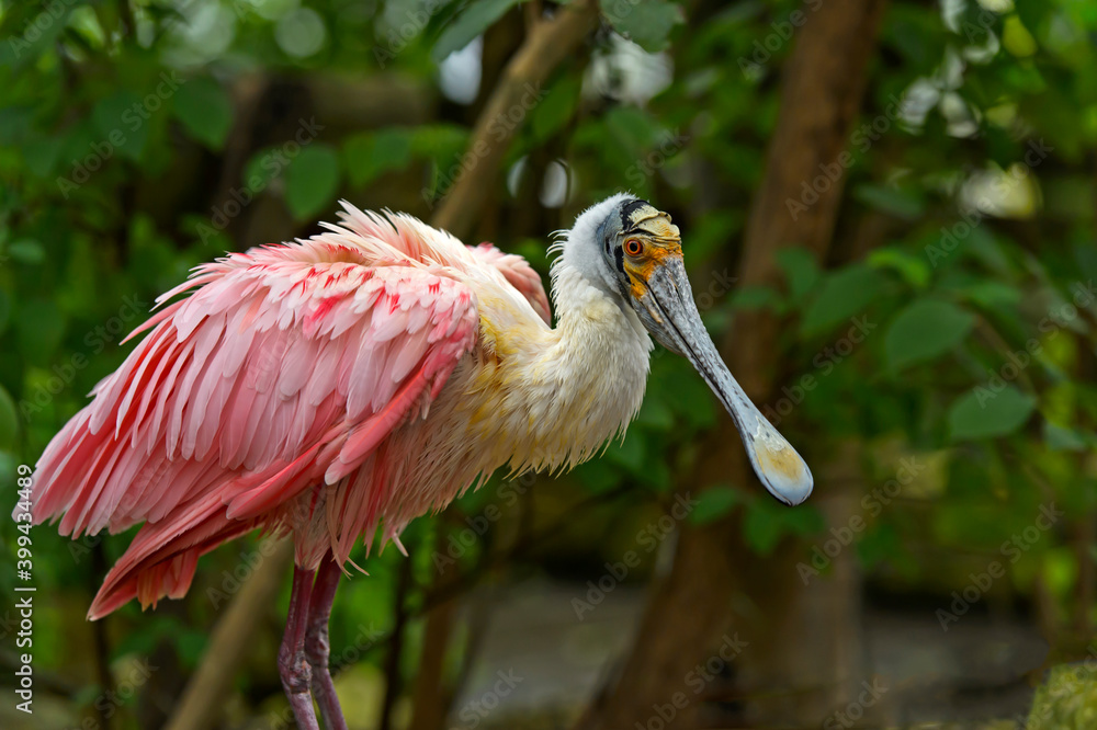 Roseate Spoonbill Platalea Ajaja With Its Typical Spoon-shaped Beak ...