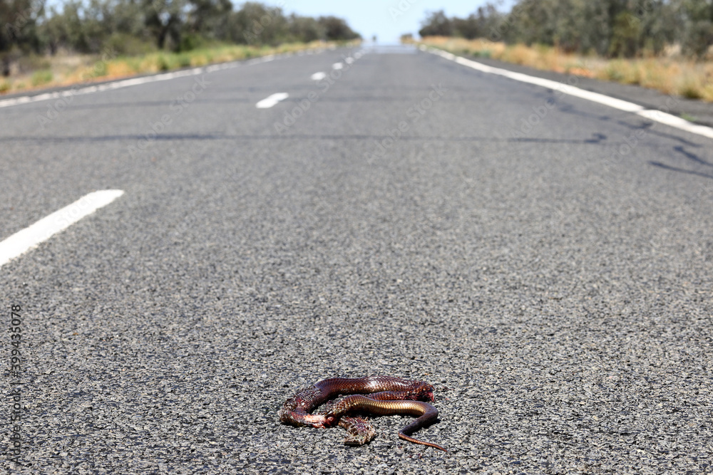 Australian Mulga Snake run over and killed on outback road Stock Photo ...