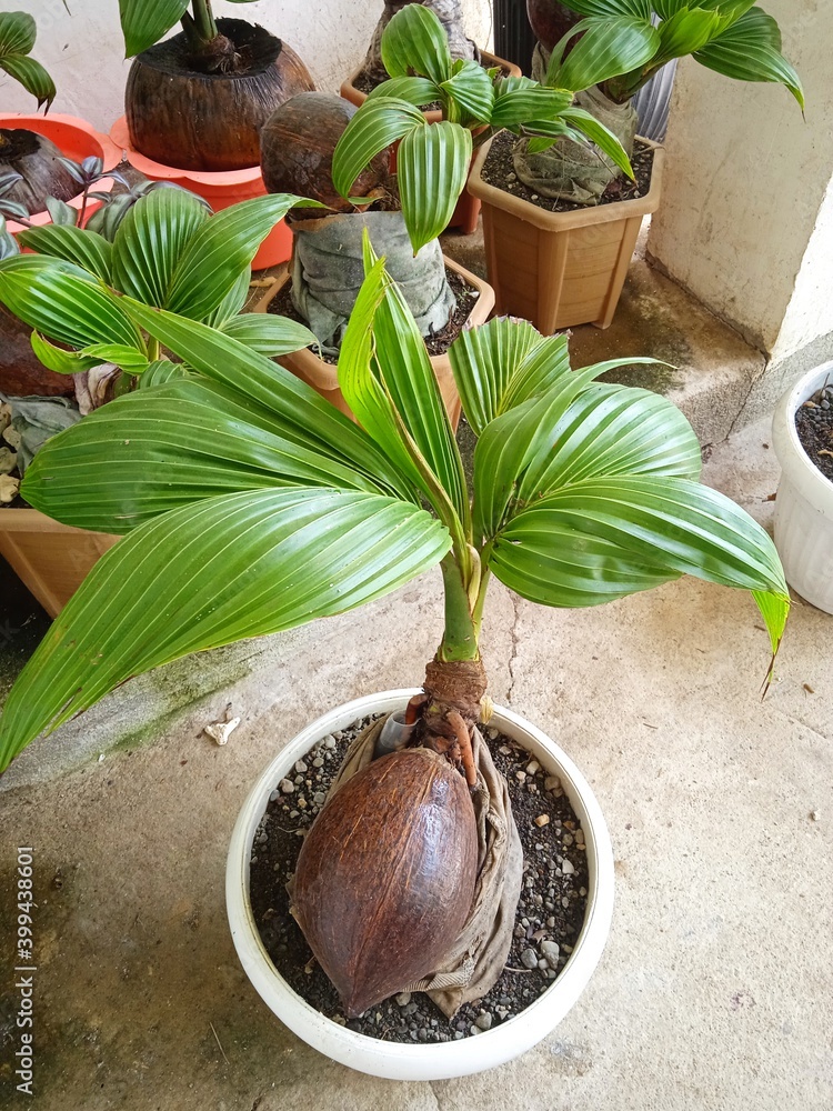 Coconut Bonsai Tree