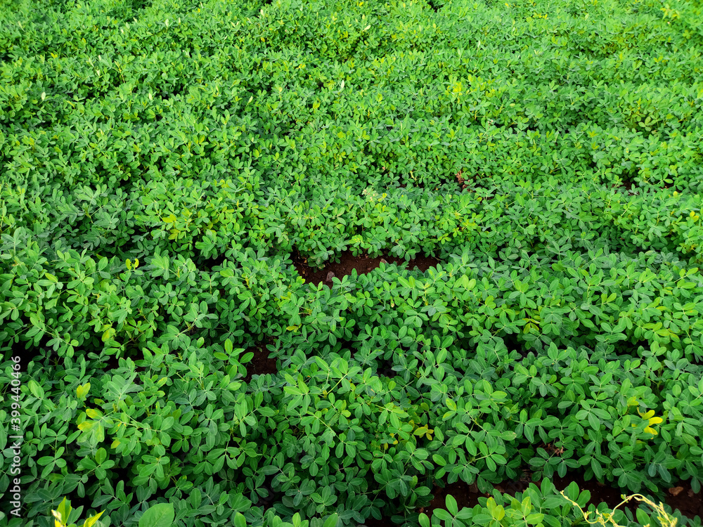 Peanuts farm, Peanut Field, Peanut Tree, Peanuts plantation fields ...