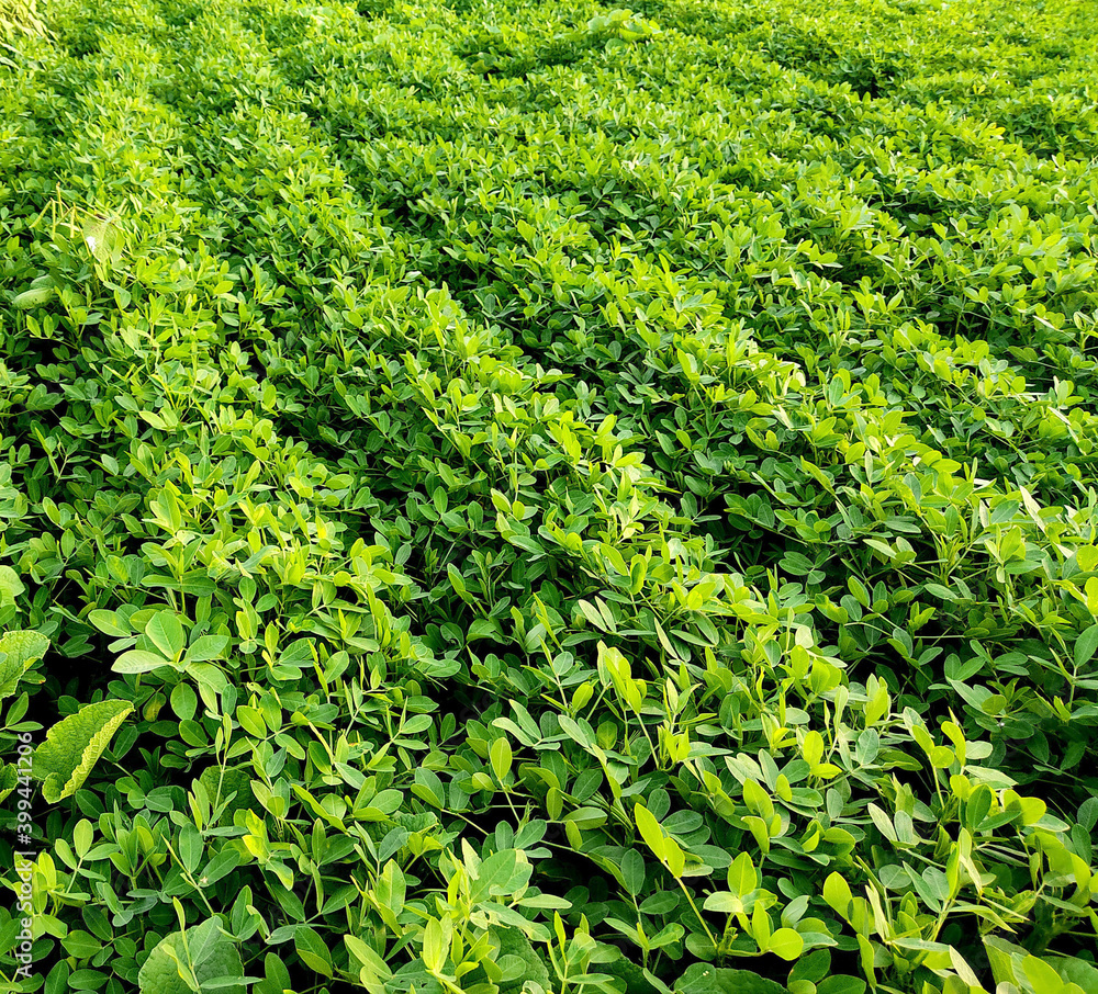 Peanuts farm, Peanut Field, Peanut Tree, Peanuts plantation fields ...