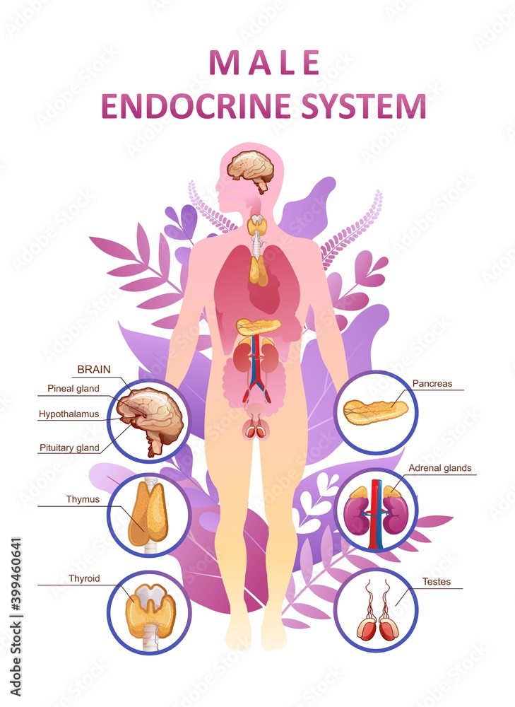 human endocrine system organs poster Stock Vector | Adobe Stock