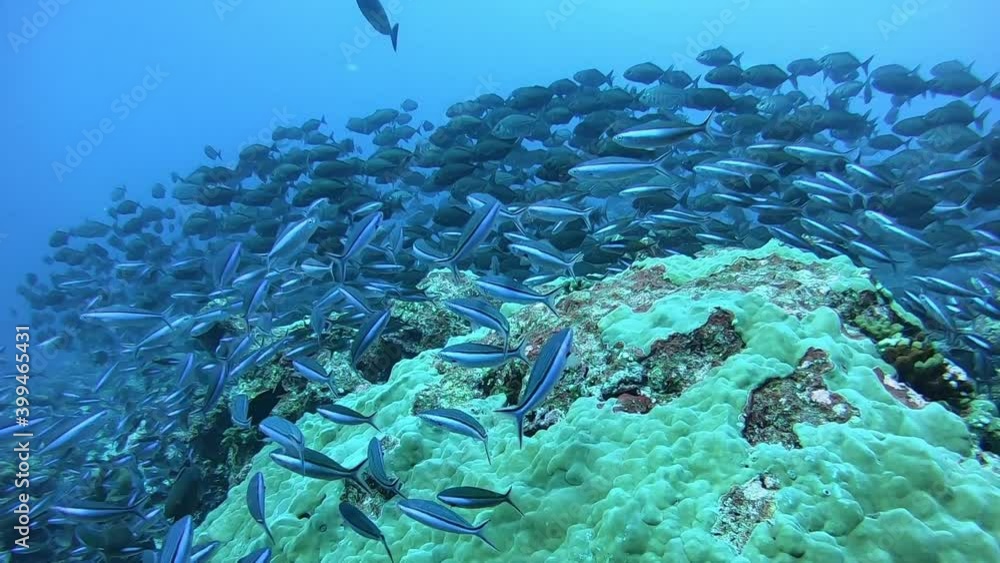 School of tuna tunny fish on the blue background of ocean sea under ...