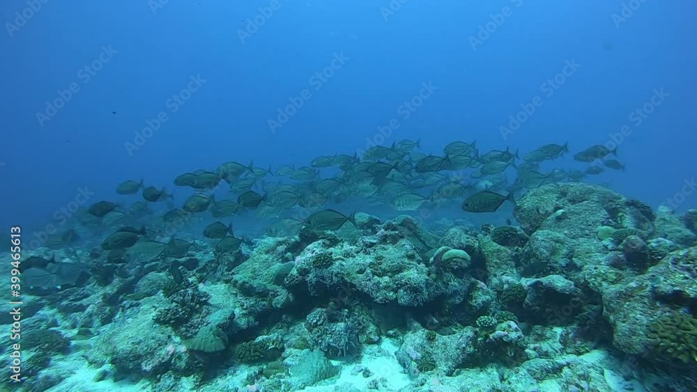 School of tuna tunny fish on the blue background of ocean sea under ...