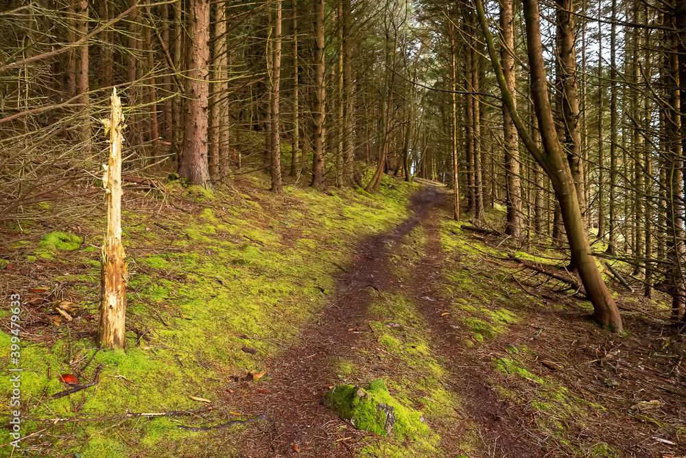Narrow foot path in a forest on a hill. Knoncknarea, county Sligo ...