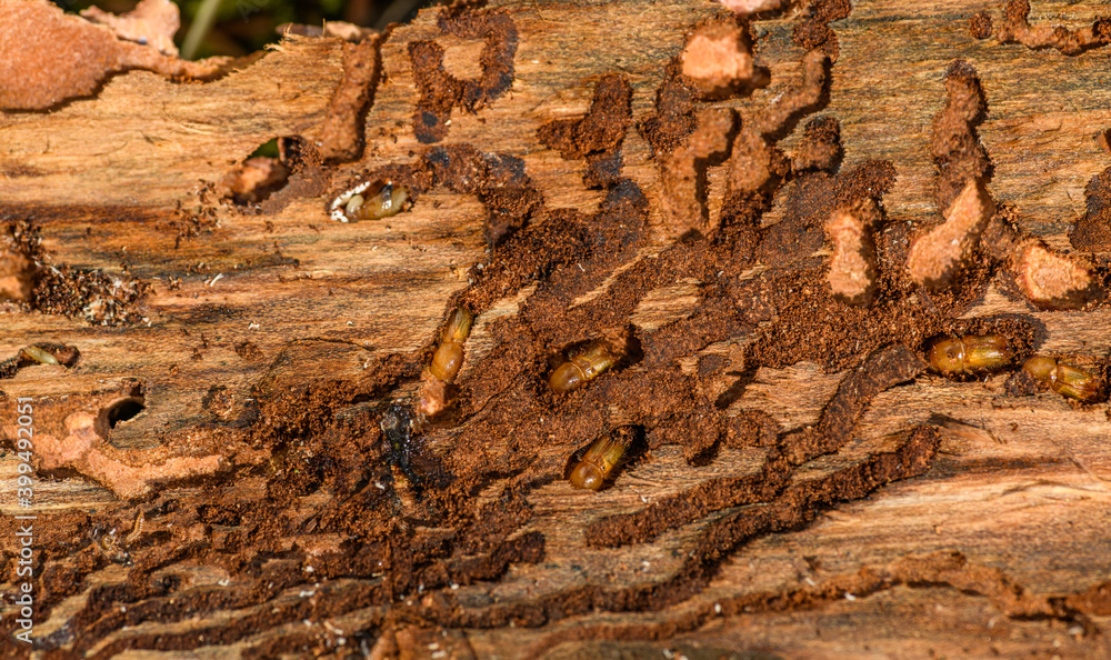 stages of European spruce bark beetle (Ips typographus) in damaged wood ...