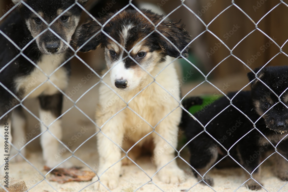 Sad homeless dog puppies are sitting in a cage in a shelter, they need ...