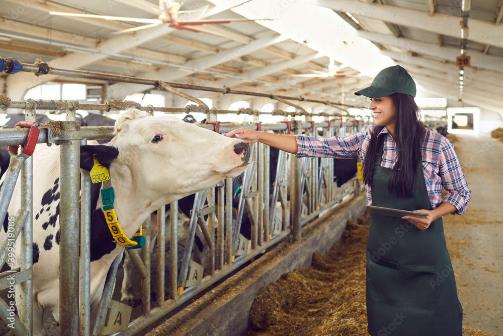 Smiling caring young female dairy farm worker stroking a cow and ...