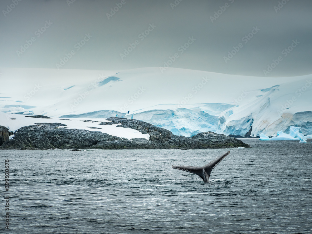 Alone whale tail in sea with view to snow mountains in cloudly day in ...